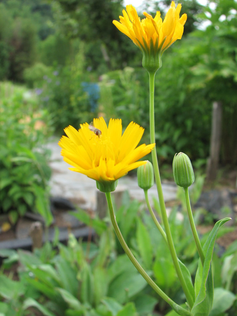 Krigia biflora Cynthia | Prairie Moon Nursery