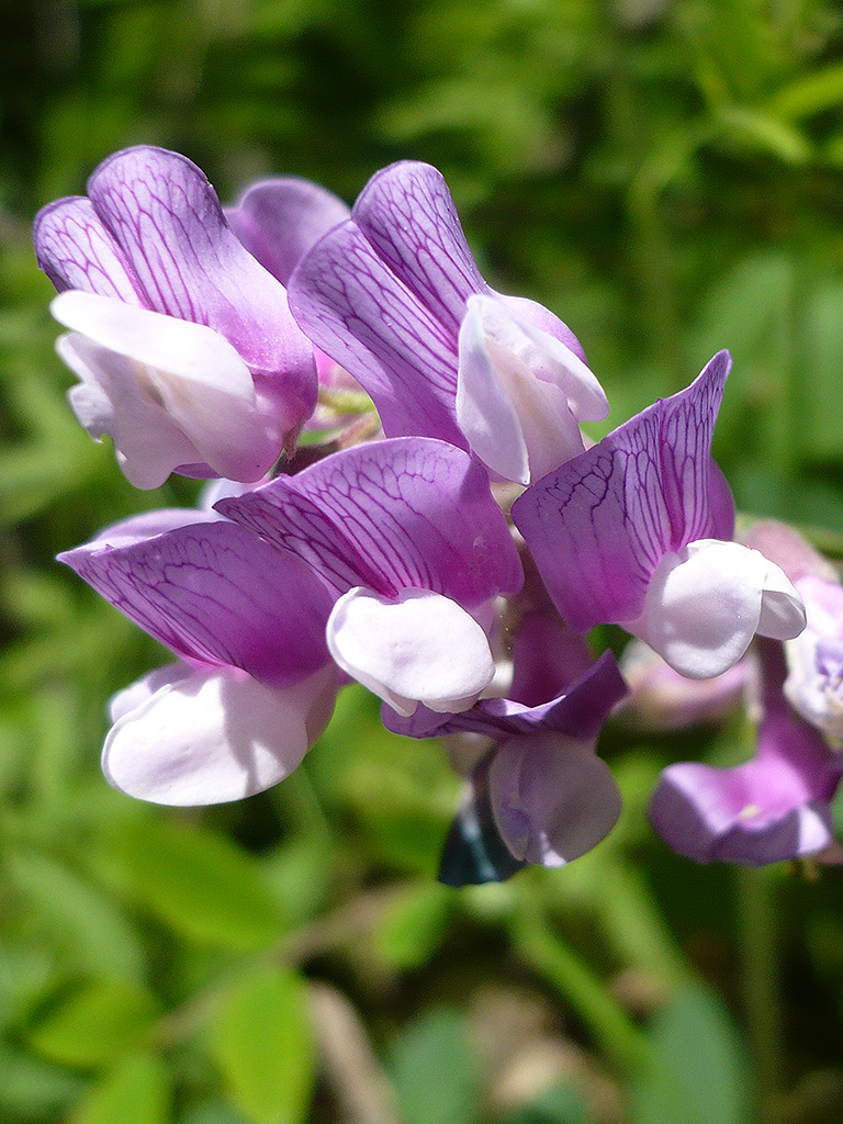 Lathyrus venosus Veiny Pea | Prairie Moon Nursery