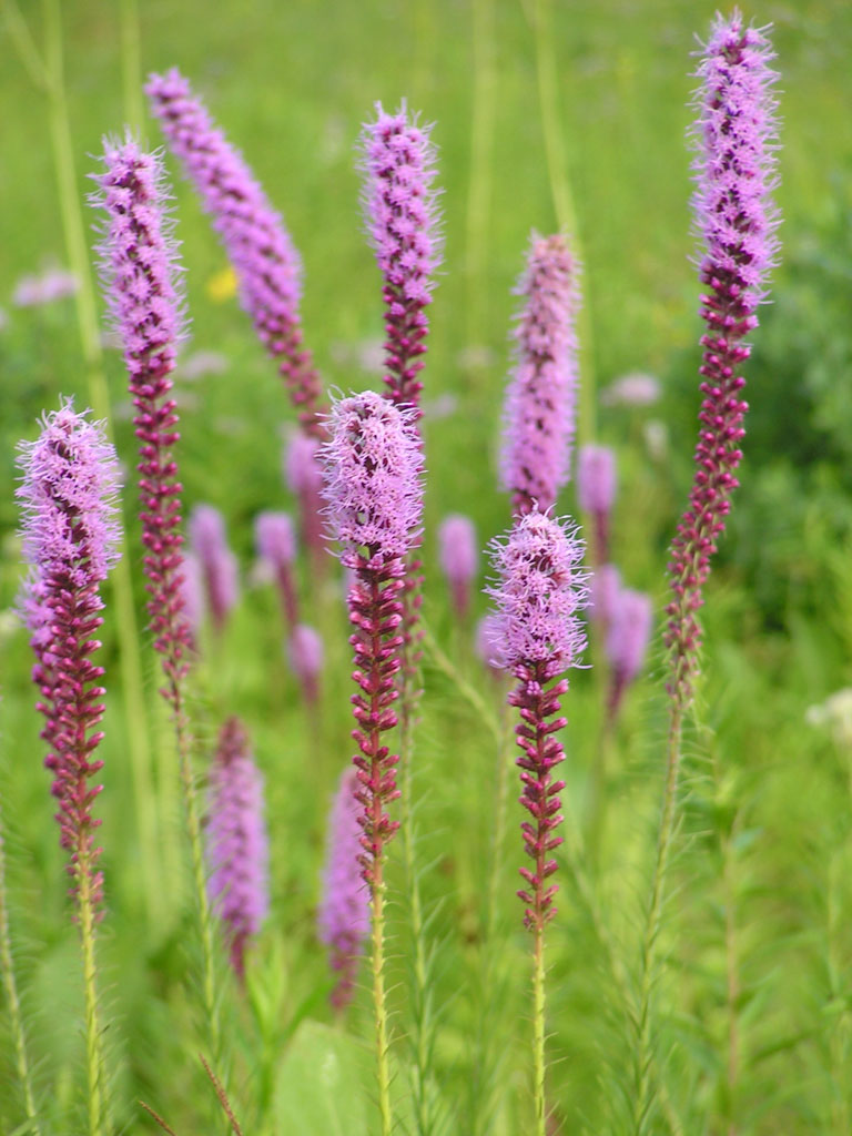 Liatris pycnostachya Prairie Blazing Star | Prairie Moon Nursery