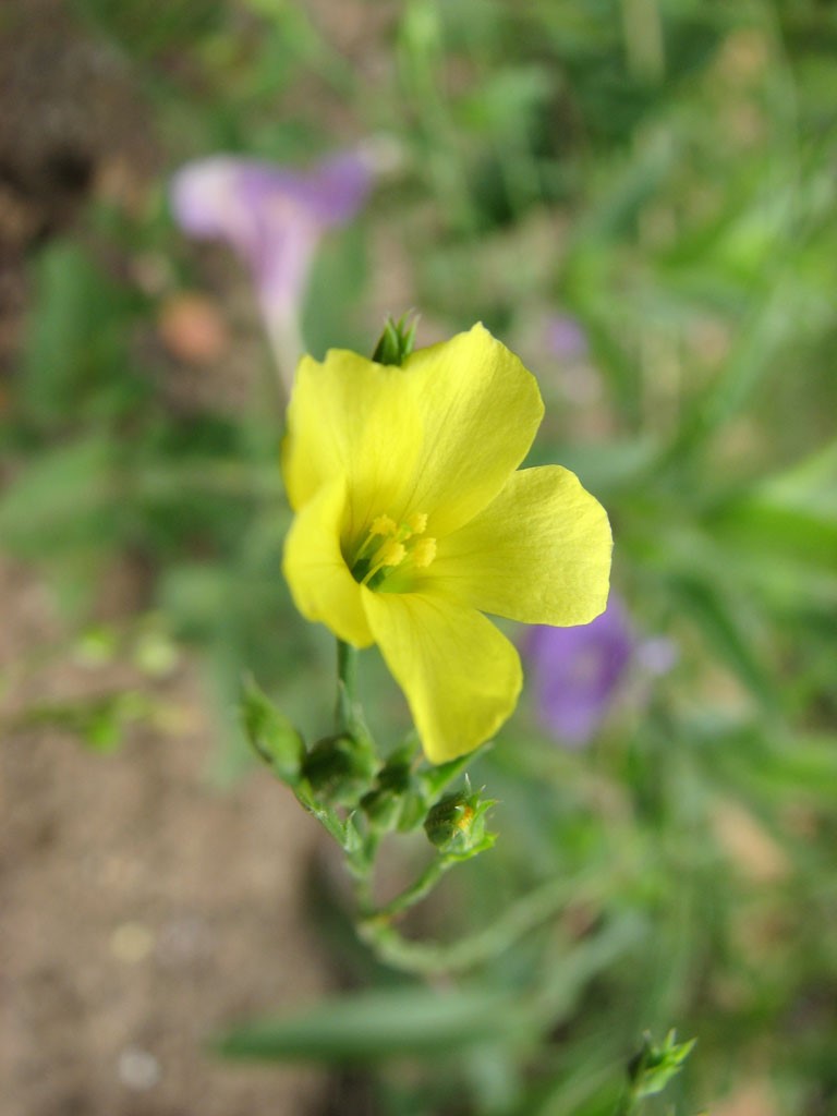 Linum sulcatum Grooved Yellow Flax | Prairie Moon Nursery