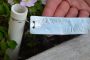 Permanent Garden Tags | Prairie Moon Nursery