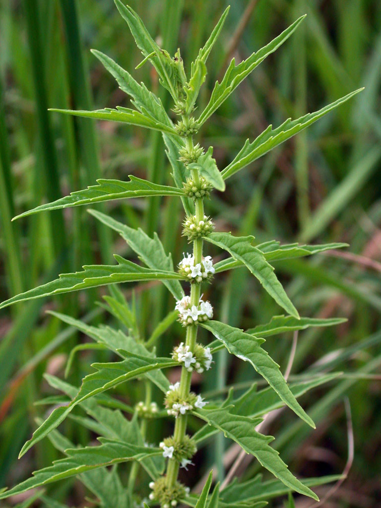 Lycopus americanus Water Horehound | Prairie Moon Nursery