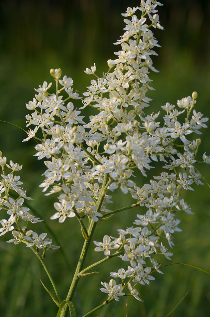 Veratrum virginicum Bunch Flower | Prairie Moon Nursery
