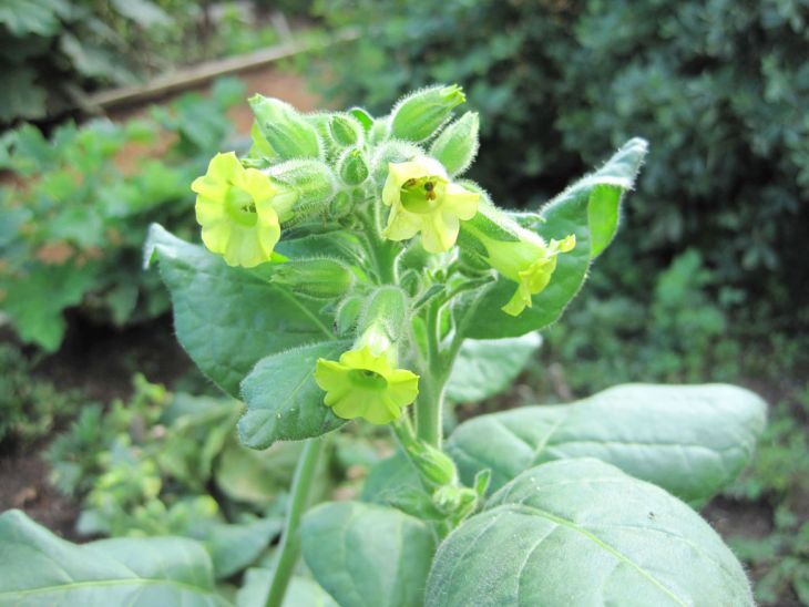 Nicotiana Rustica Nicotiana Rustica Seed