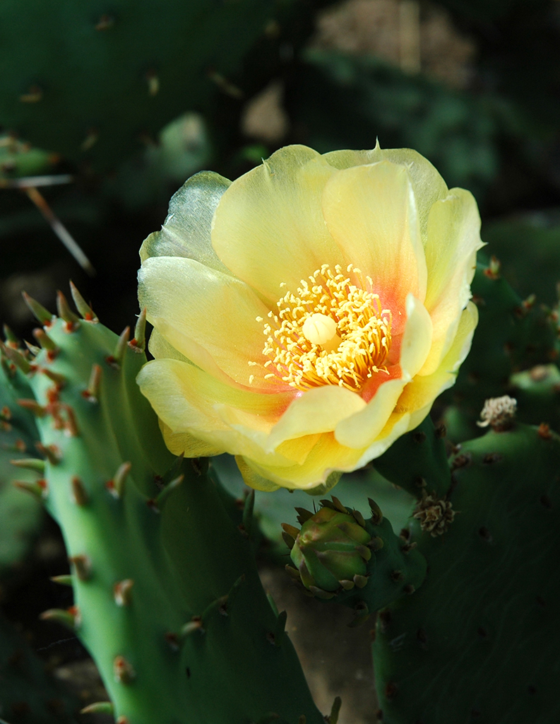 Opuntia humifusa Eastern Prickly Pear Cactus | Prairie Moon Nursery