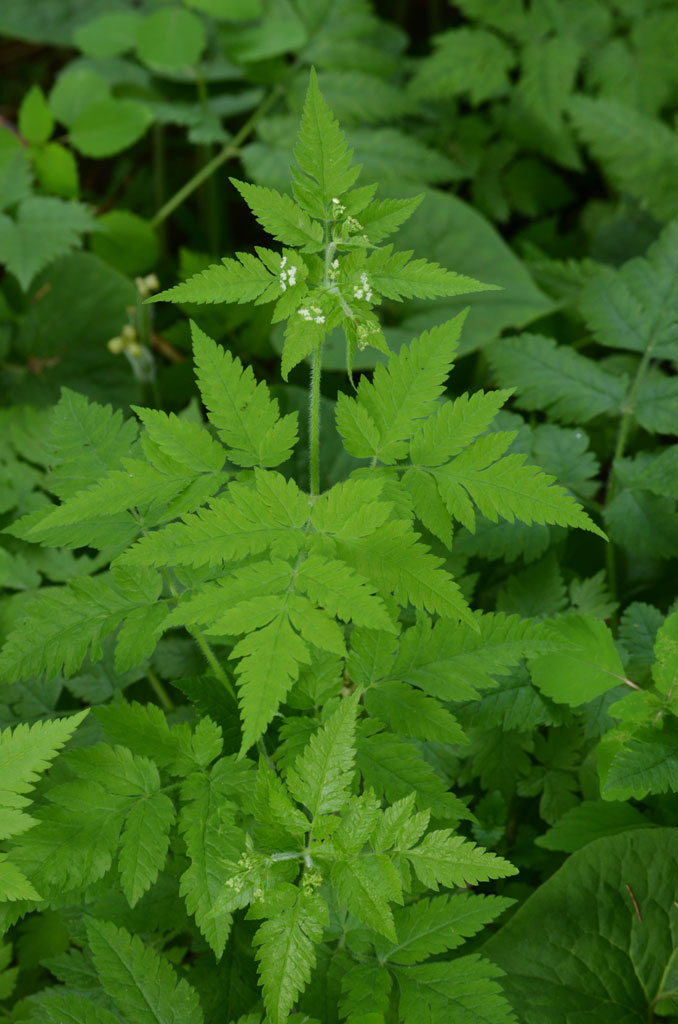 Osmorhiza claytonii Sweet Cicely | Prairie Moon Nursery