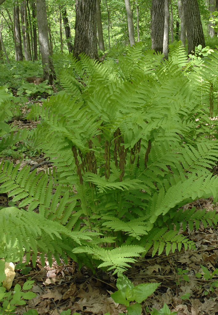 Osmunda claytoniana Interrupted Fern | Prairie Moon Nursery