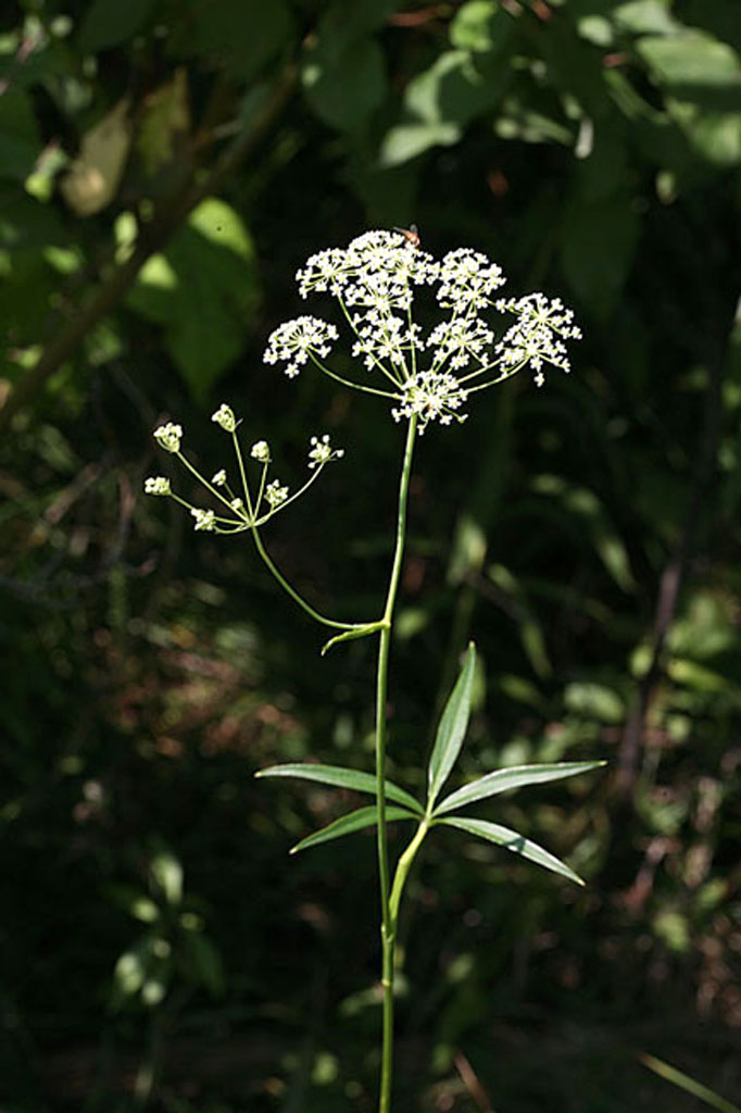 Oxypolis rigidior Cowbane | Prairie Moon Nursery