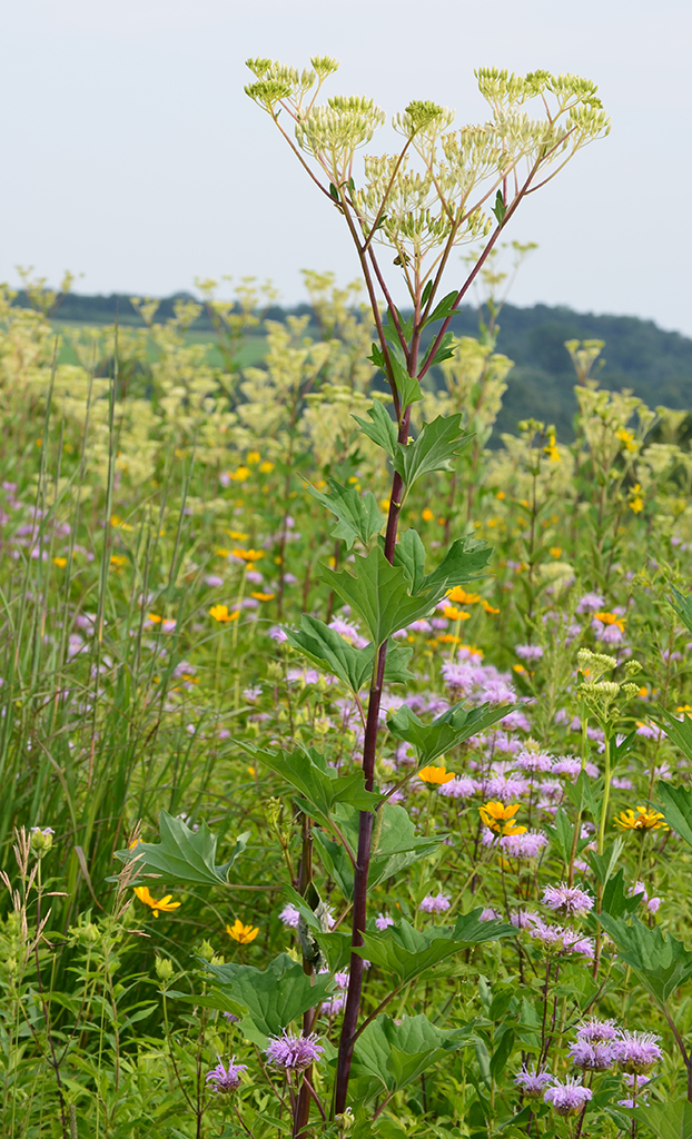 Arnoglossum atriplicifolium Pale Indian Plantain | Prairie Moon Nursery
