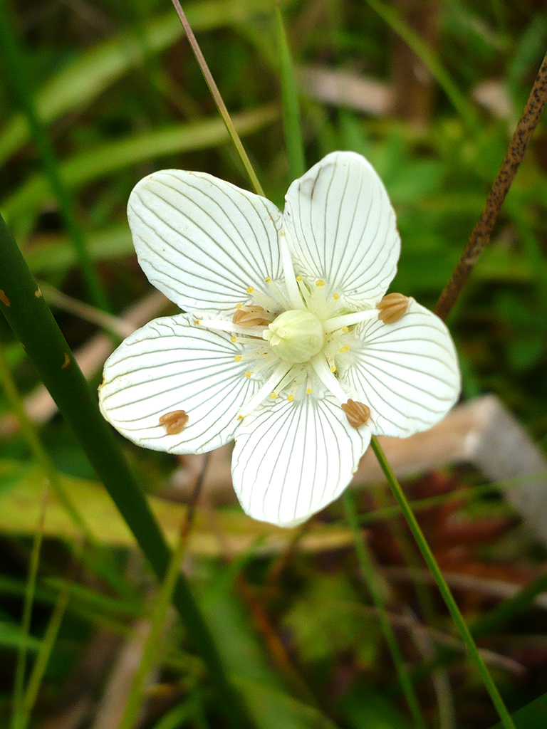 Grass Of Parnassus Flower Essence | Best Flower Site