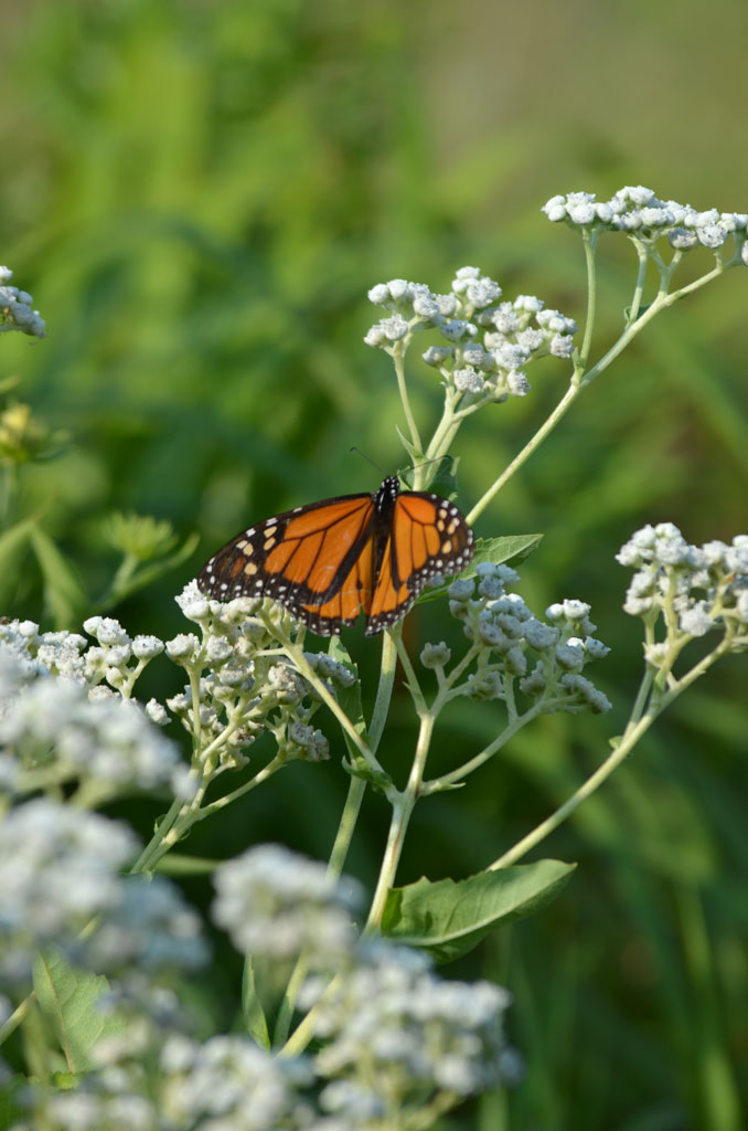 Wild Quinine Lurie Garden