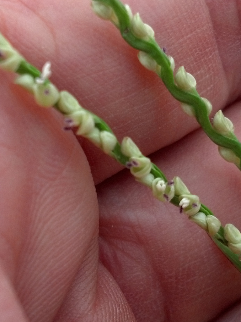 Paspalum setaceum Hairy Lens Grass | Prairie Moon Nursery