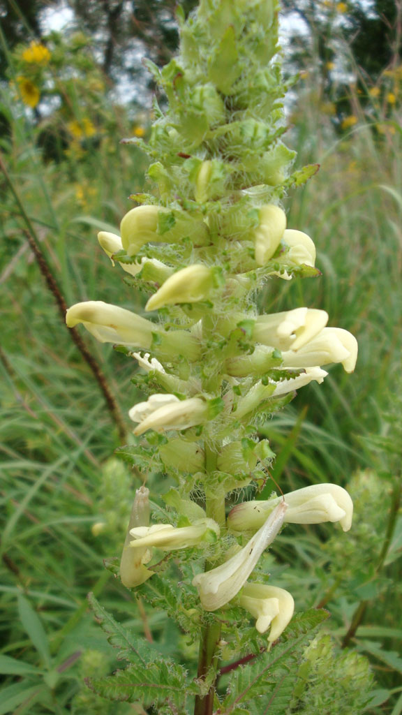 Pedicularis lanceolata Marsh Betony | Prairie Moon Nursery