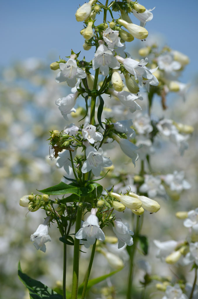 Penstemon Tubaeflorus