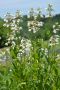 Penstemon tubaeflorus Tube Beardtongue | Prairie Moon Nursery