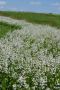 Penstemon tubaeflorus Tube Beardtongue | Prairie Moon Nursery
