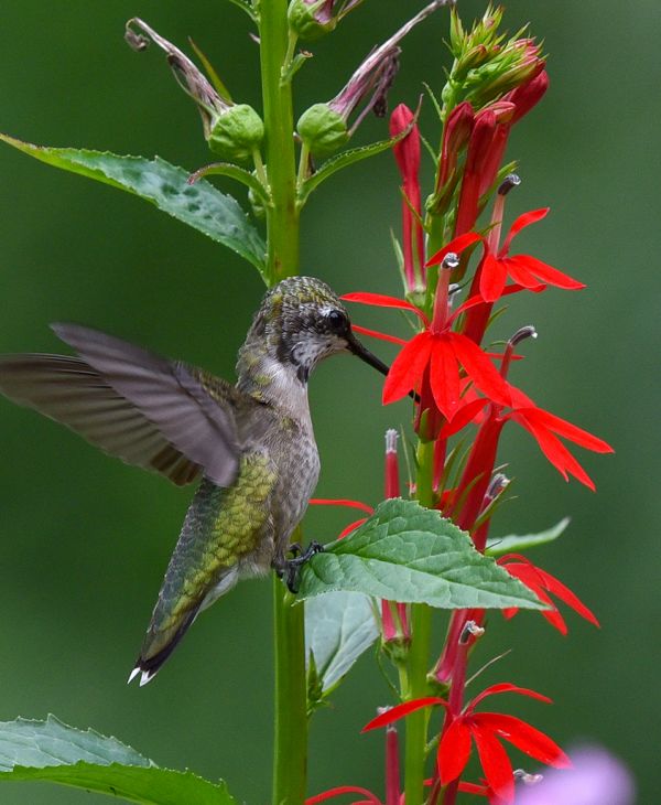Cardinal Flower Hummingbird