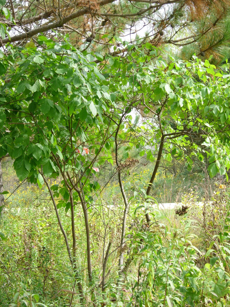 Ptelea trifoliata Wafer Ash | Prairie Moon Nursery