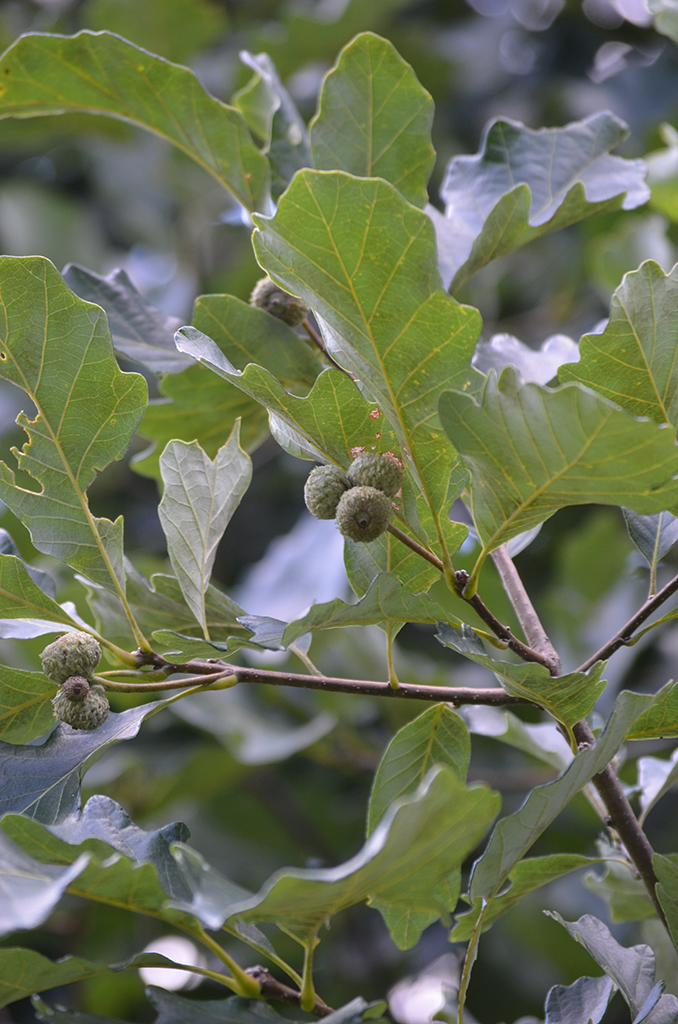Quercus Bicolor Leaf