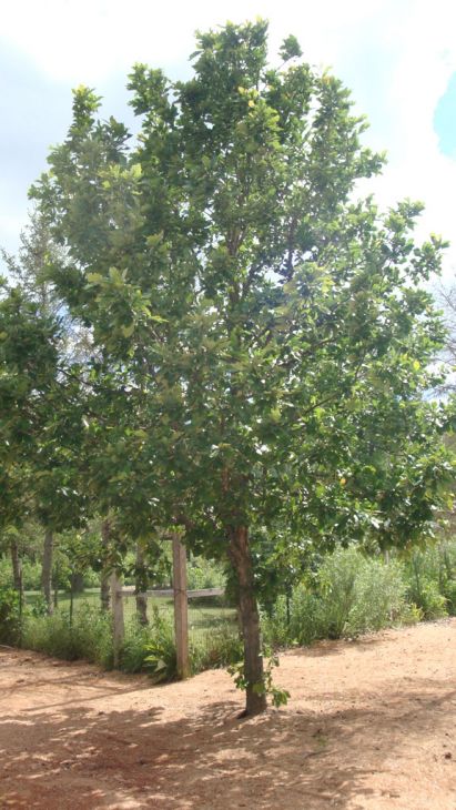 Quercus Bicolor Street Tree