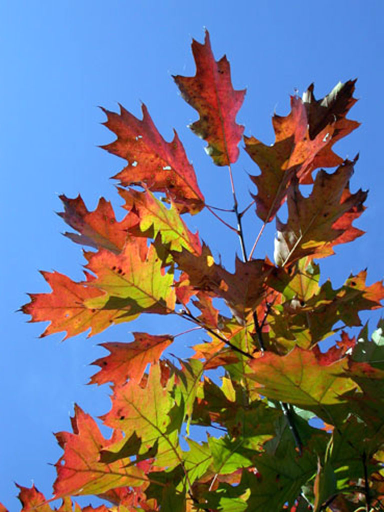 Quercus rubra Red Oak | Prairie Moon Nursery