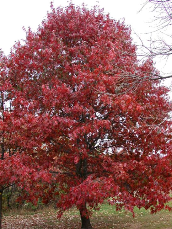 Quercus Rubra Bark Ranger Jason's Nature Booth Northern Red Oak
