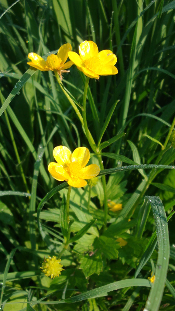 Ranunculus hispidus Swamp Buttercup | Prairie Moon Nursery