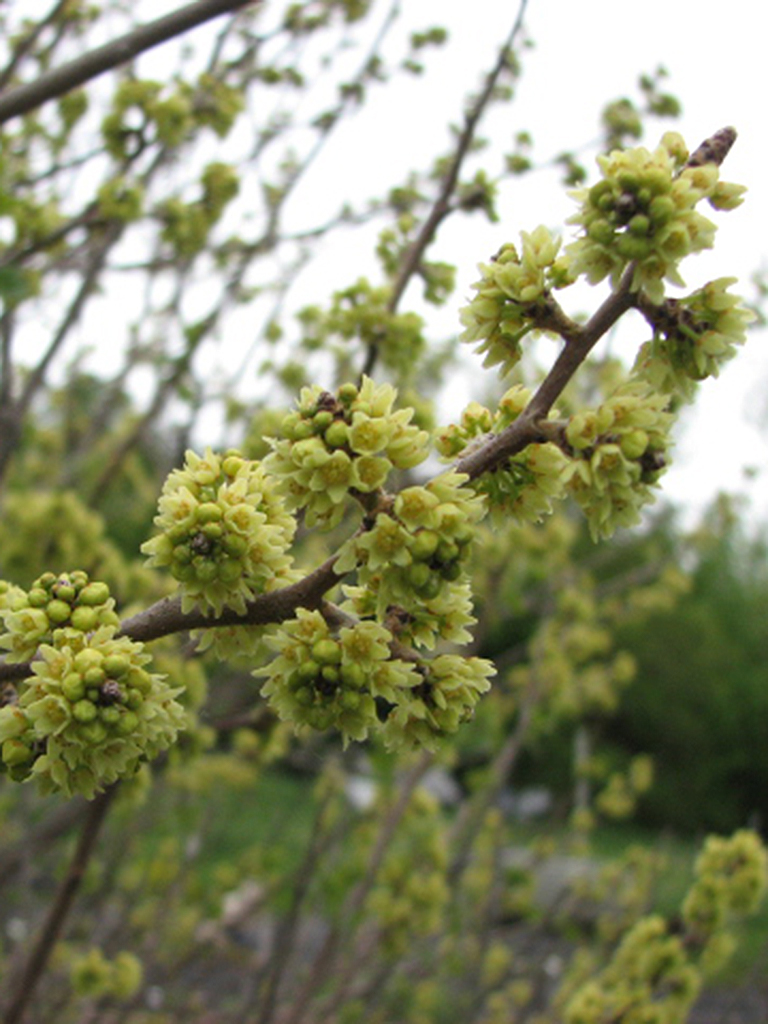 Fragrant Sumac Seeds at Victoria Horton blog