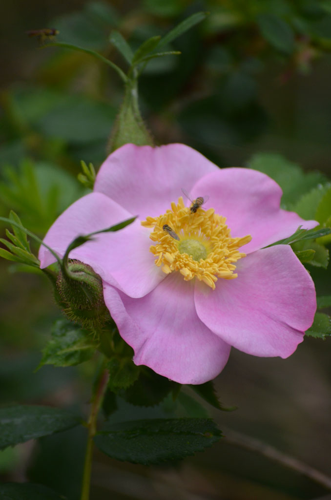 Rosa palustris Swamp Rose | Prairie Moon Nursery