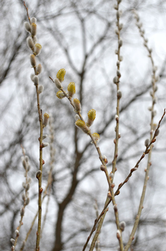 American Pussy Willow Tree
