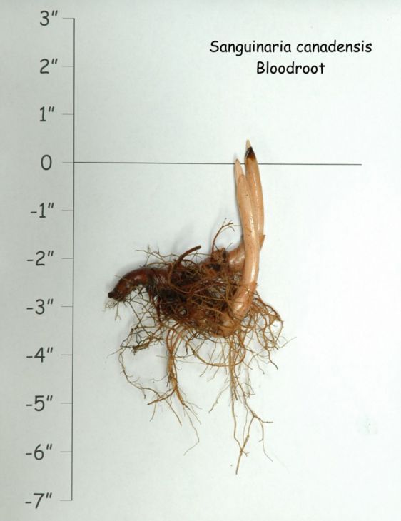 Sanguinaria Canadensis Root