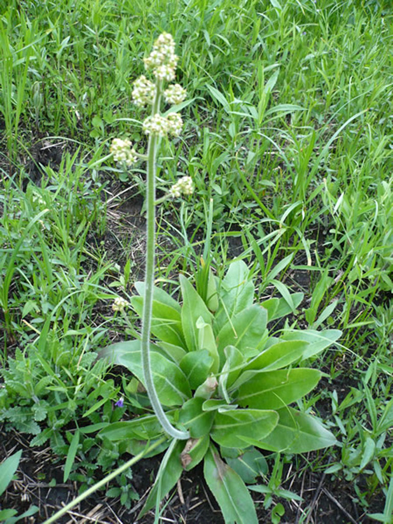 Saxifraga pensylvanica Swamp Saxifrage | Prairie Moon Nursery