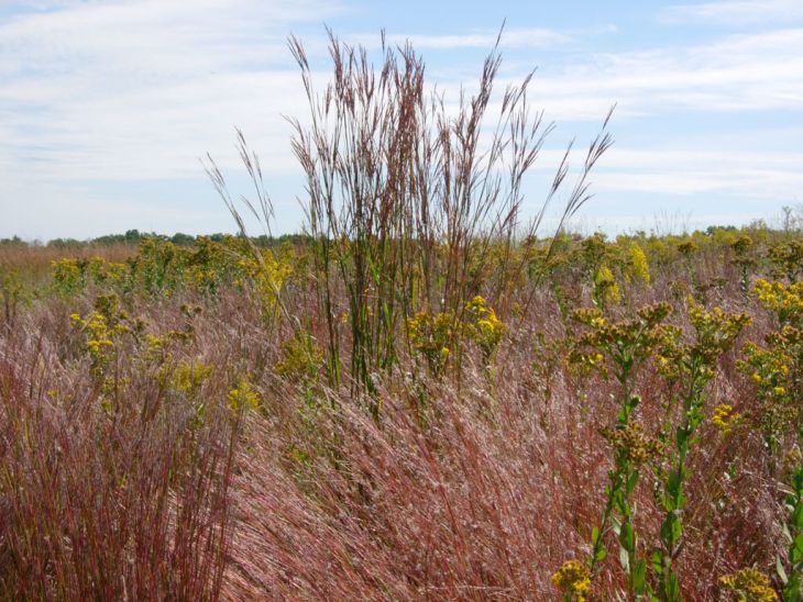 Schizachyrium Scoparium Seed Head
