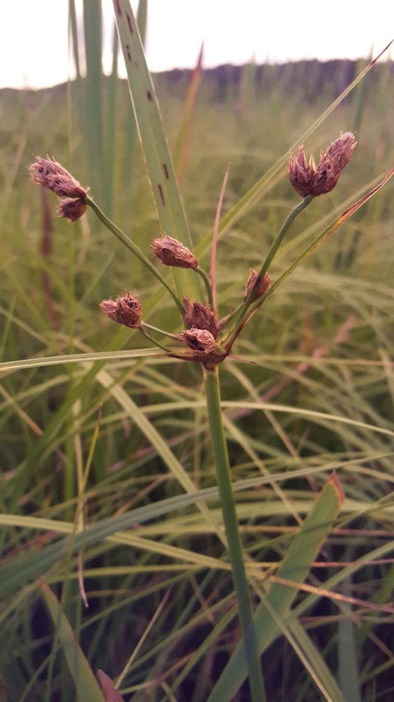 Scirpus fluviatilis River Bulrush | Prairie Moon Nursery