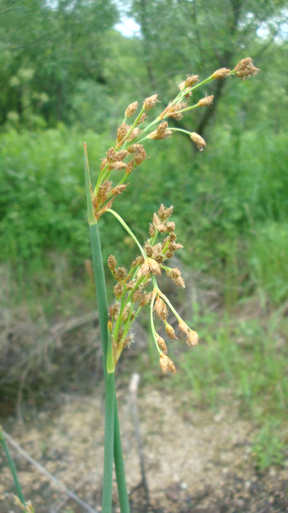 Scirpus validus Great Bulrush | Prairie Moon Nursery