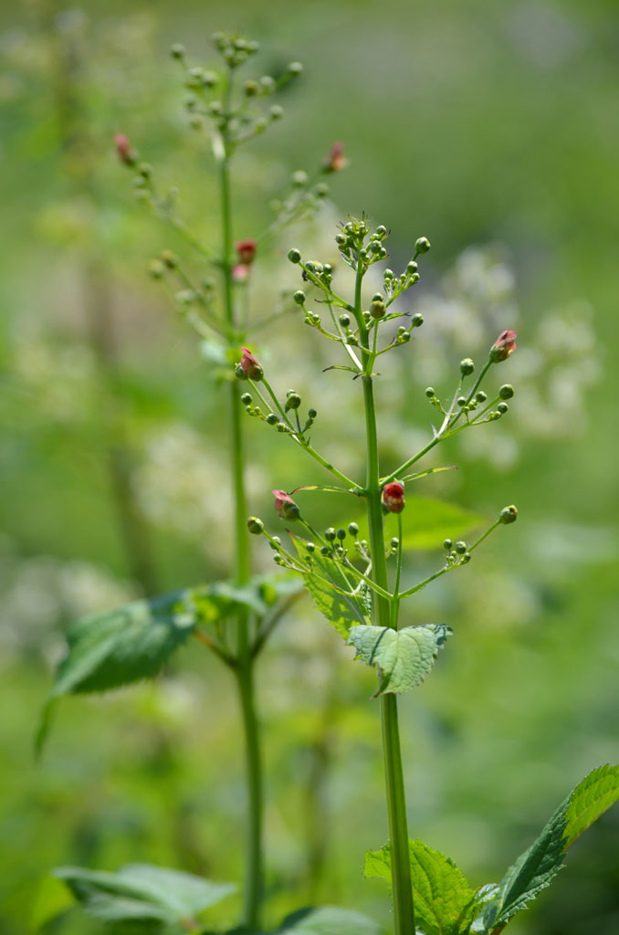 Scrophularia marilandica Late Figwort | Prairie Moon Nursery