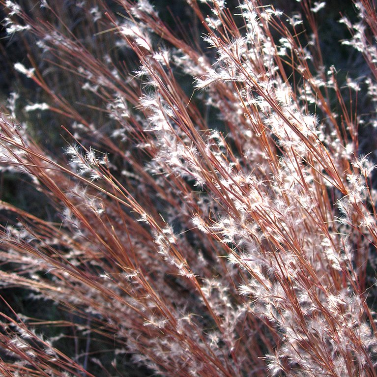 Prairie Moon Nursery