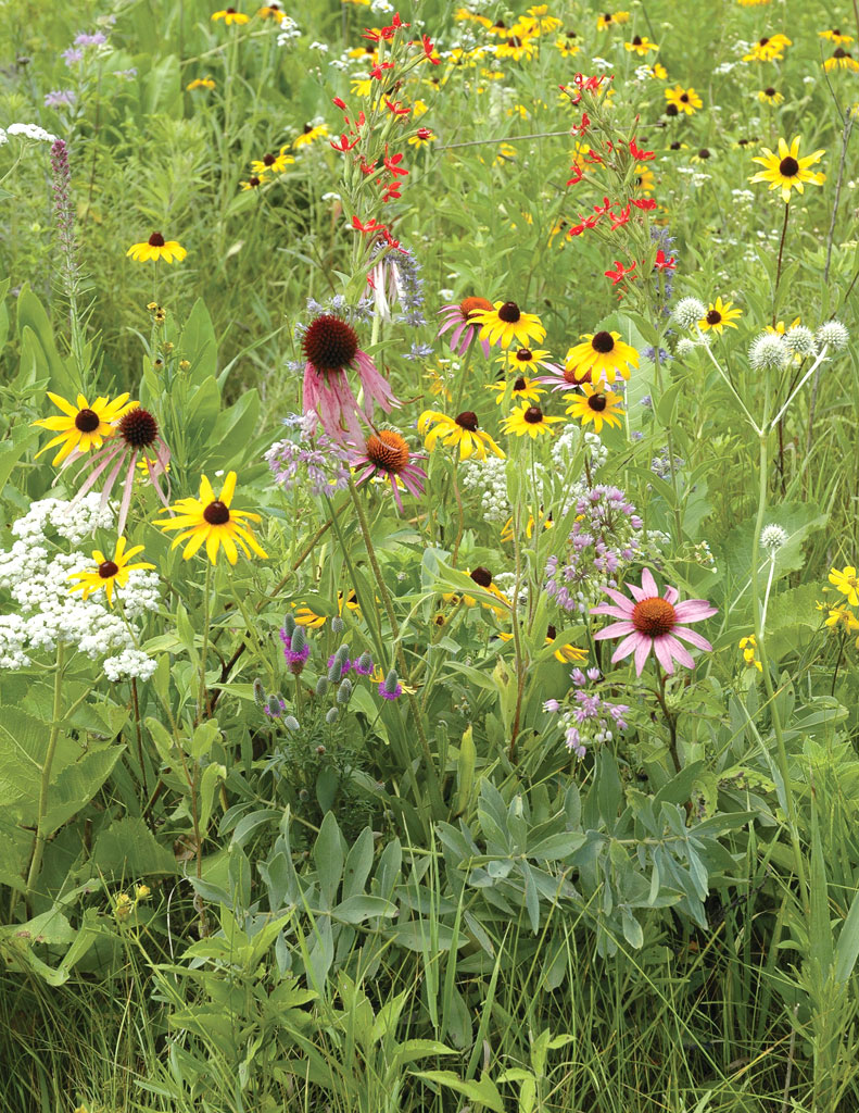 Shortgrass Echinacea Prairie Seed Mix Prairie Moon Nursery
