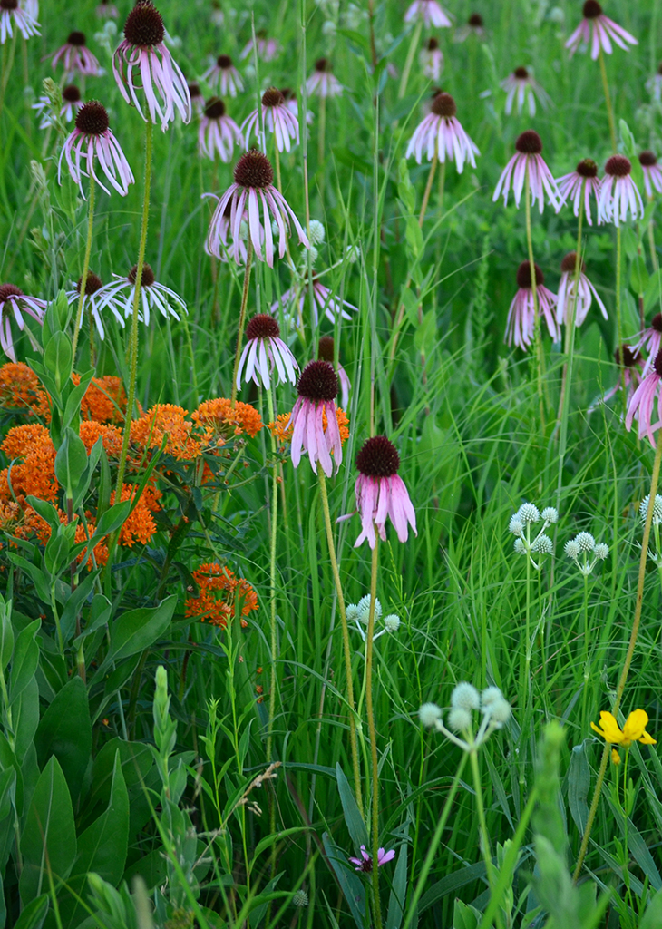 Shortgrass Inexpensive Prairie Seed Mix Prairie Moon Nursery