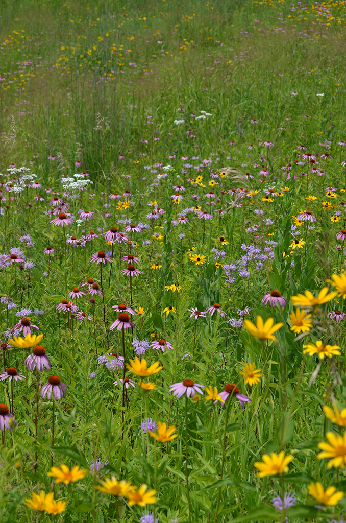 Shortgrass Prairie Seed Mix for Medium Soils | Prairie Moon Nursery
