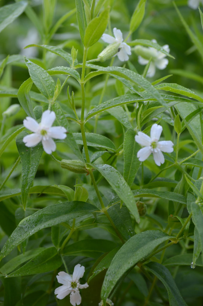 Silene nivea Snowy Campion | Prairie Moon Nursery