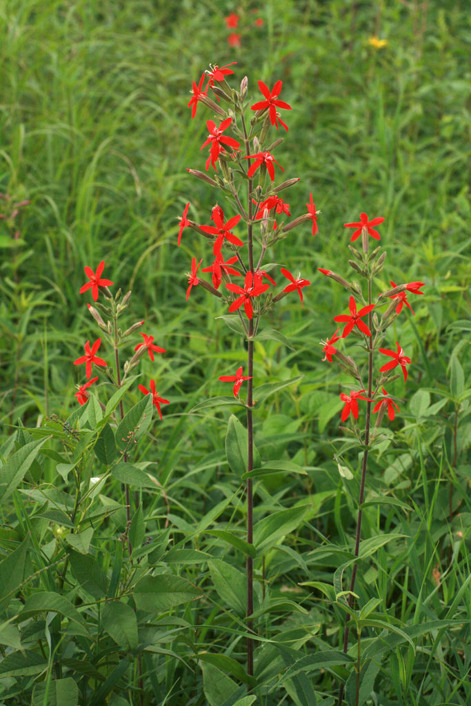 Silene regia Royal Catchfly | Prairie Moon Nursery