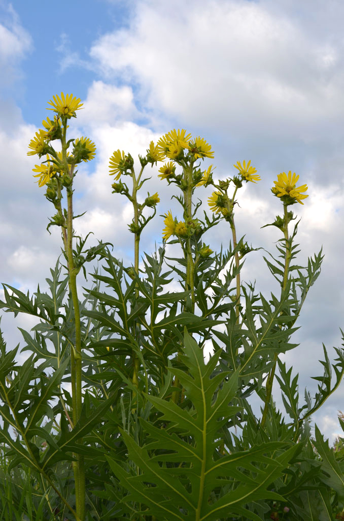 Silphium laciniatum Compass Plant | Prairie Moon Nursery