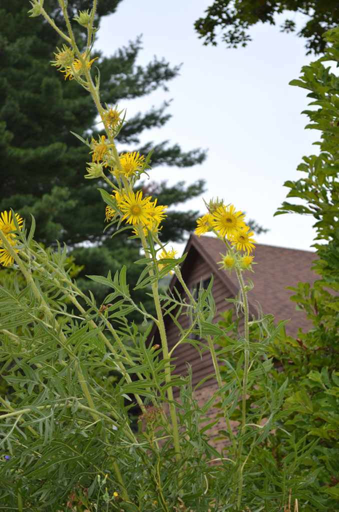 Silphium laciniatum Compass Plant | Prairie Moon Nursery