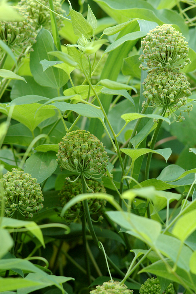 Smilax lasioneura Common Carrion Flower | Prairie Moon Nursery