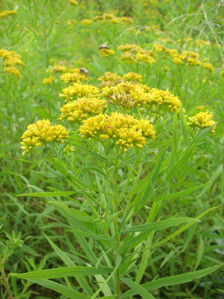 Euthamia Graminifolia