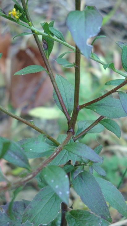 Solidago Speciosa Leaves