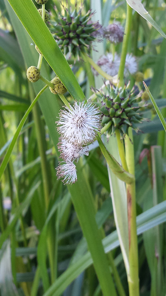 Sparganium eurycarpum Great Bur Reed | Prairie Moon Nursery
