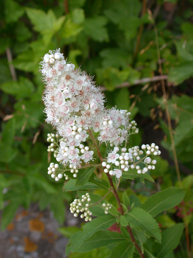 Spiraea alba Meadowsweet | Prairie Moon Nursery