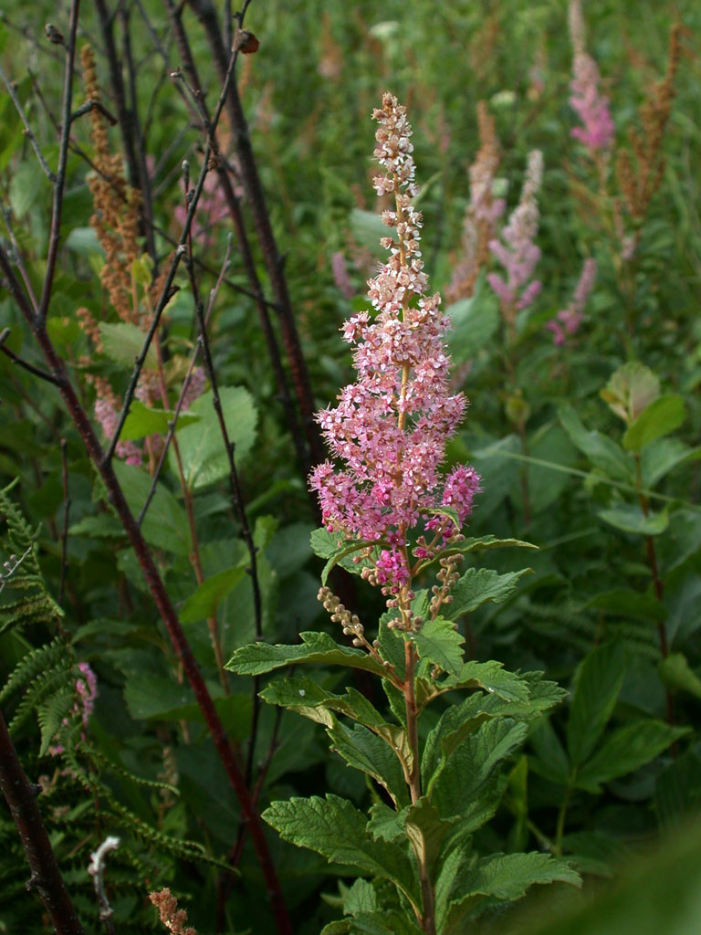 Spiraea tomentosa Steeplebush | Prairie Moon Nursery